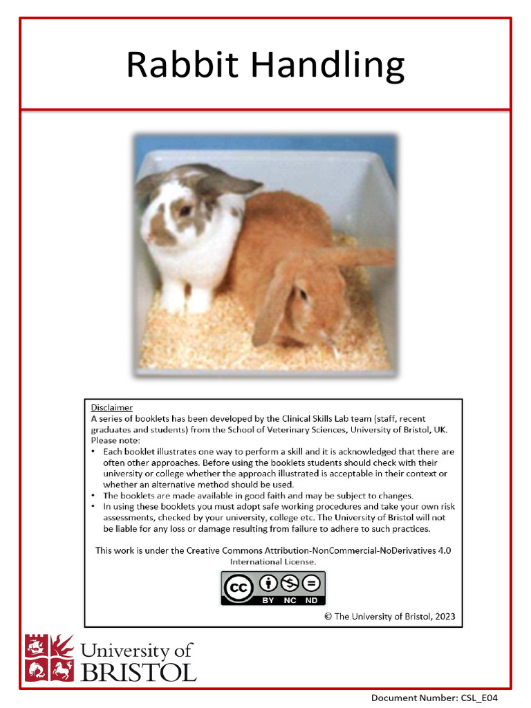 Rabbit Handling | PDF | Injection (Medicine) | Penis