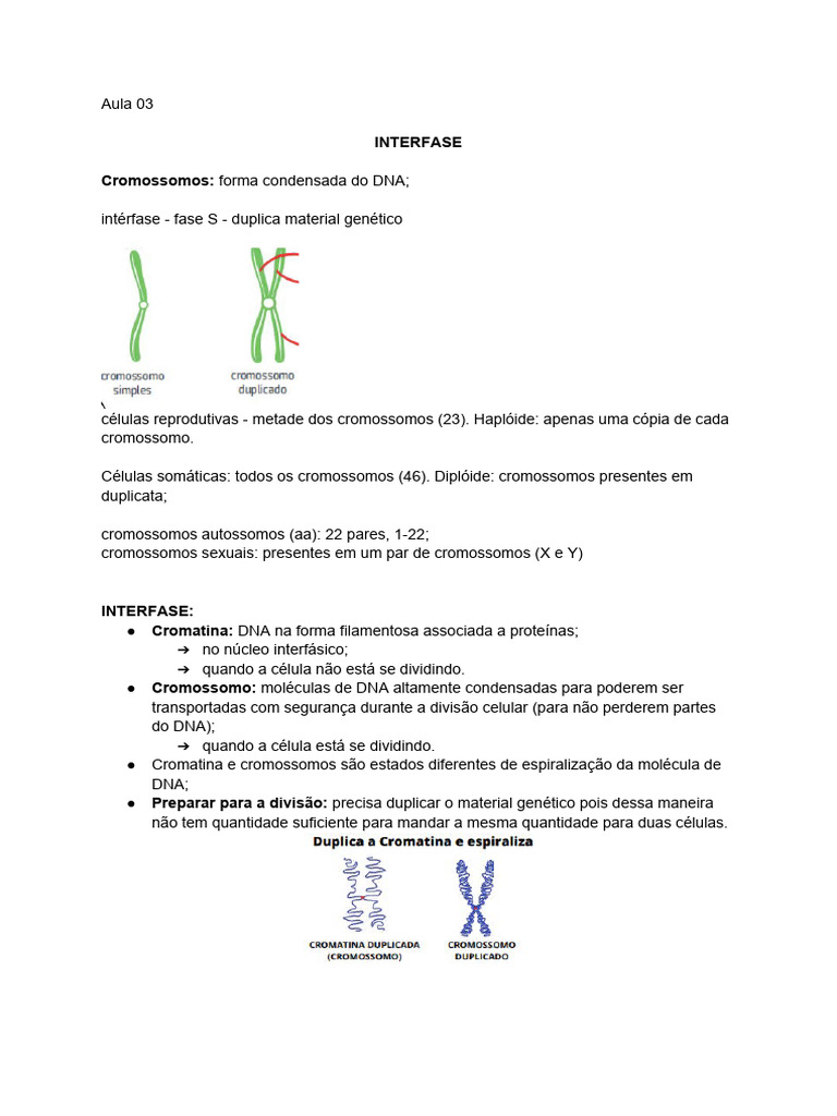 Intérfase - Biocel | PDF | Cromossomo | Célula (Biologia)