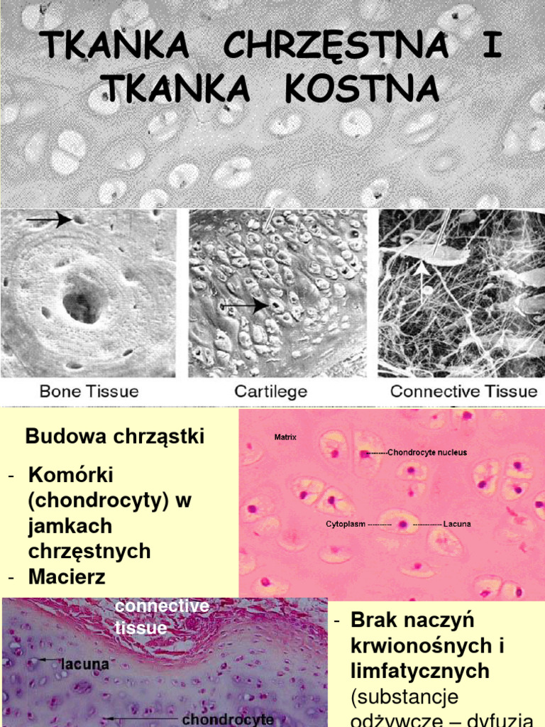 Chrzastka Kosc Kosciotworzenie 2022 | PDF