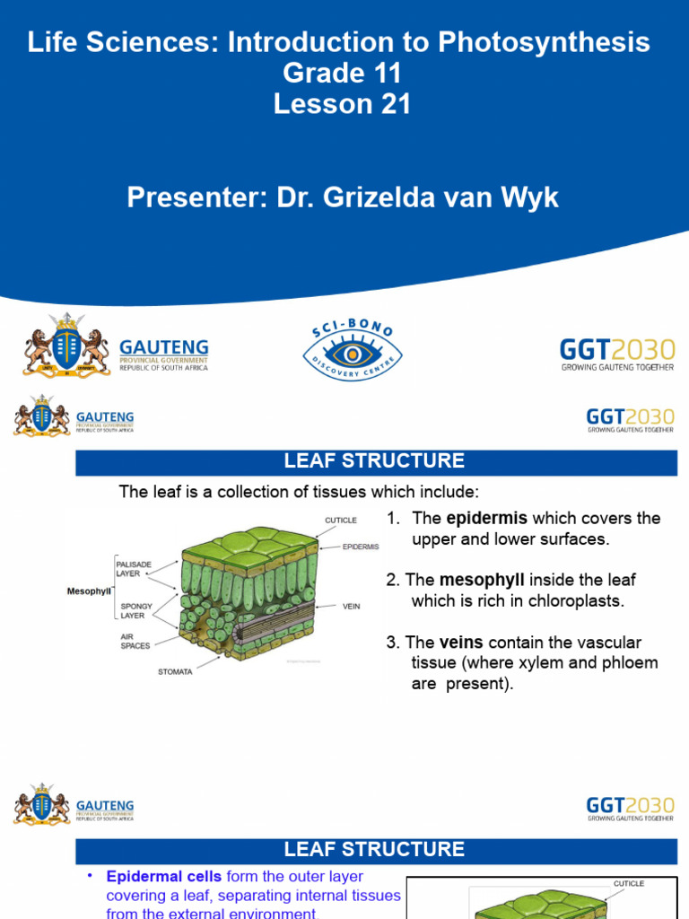 Life Sciences Gr.11 Lesson 21 Photosynthesis Introduction | PDF | Leaf ...