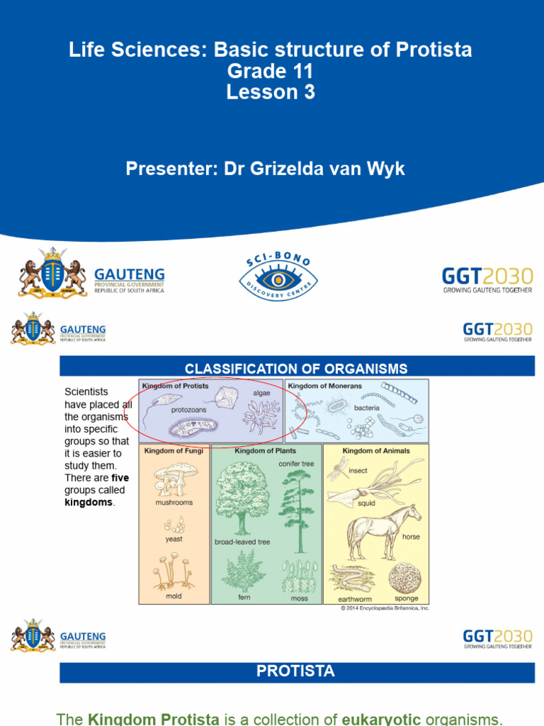 Life Sciences Gr.11 Lesson 3 Basic Structure of Protists | PDF | Algae ...