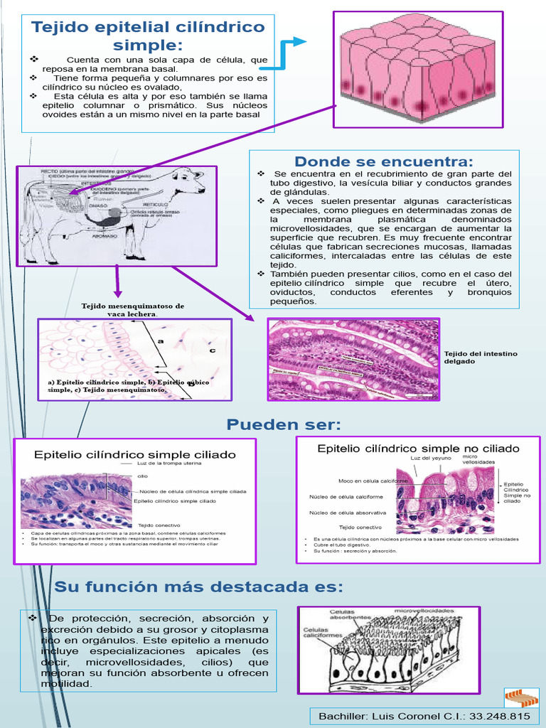 Epitelio Cilindrico Simple | Descargar gratis PDF | Epitelio | Anatomía
