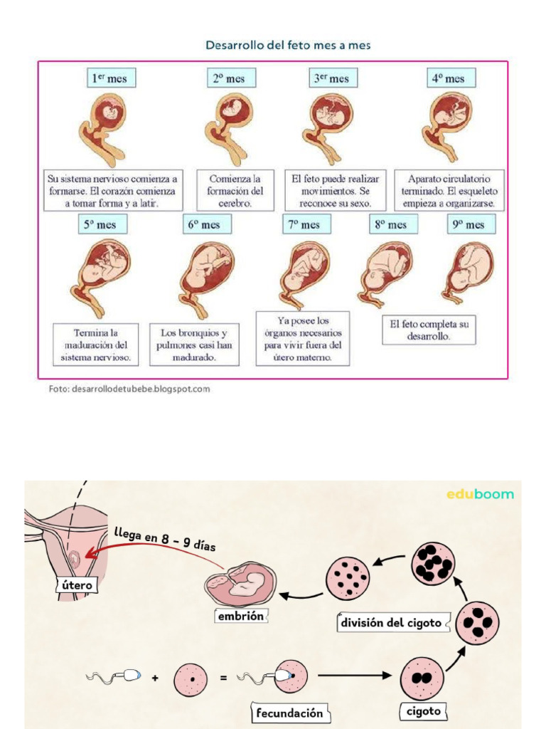 Etapas De La Fecundacion