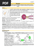 Pepsina y Pepsinogeno | PDF | Estómago | Digestión