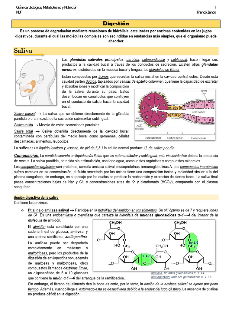 QuÃ Mica - DigestiÃ N y AbsorciÃ N | PDF | Bilis | Digestión