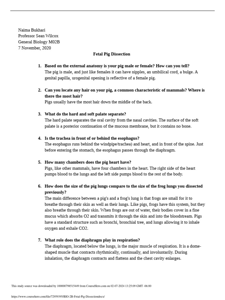 Fetal Pig Dissection Anatomy Guide | PDF | Liver | Small Intestine