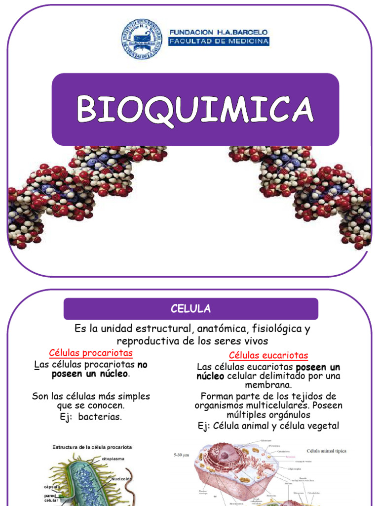 1 - Clase Célula Repaso | PDF | Biología Celular) | Nucleo celular