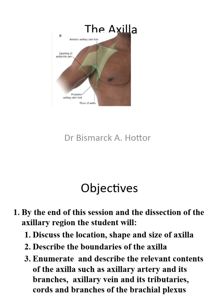 4 Axilla and Brachial Plexus GEMP | PDF | Arm | Neuroanatomy