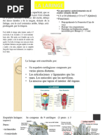 FARINGE y LARINGE - Anatomía II, Veterinaria | PDF | Laringe ...