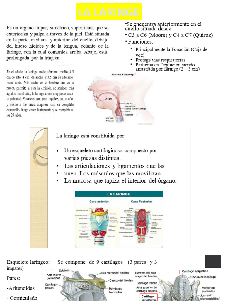 S2-Anatomia de La Laringe-Traquea y Bronquios | Descargar gratis PDF ...