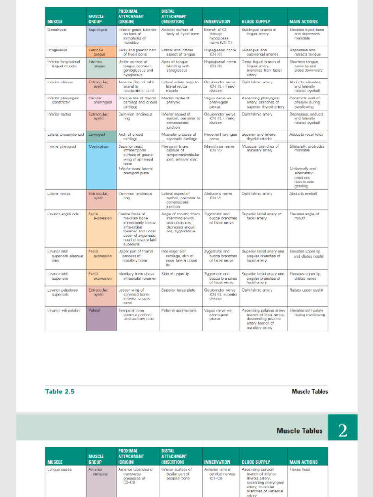 All Muscles Tables | PDF
