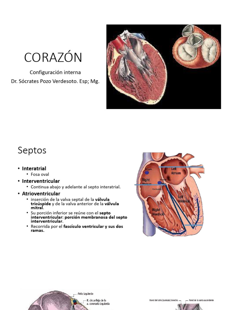 Anatomía Interna del Corazón | PDF | Anatomía | Tórax (anatomía humana)