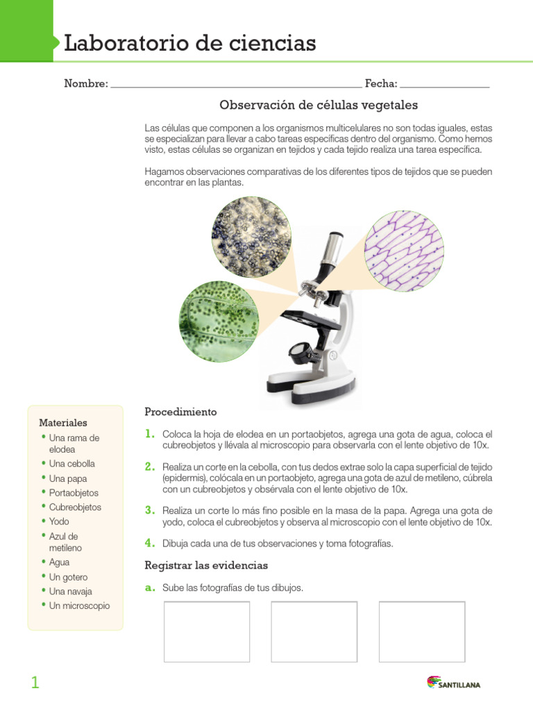 Laboratorio de Ciencias cn9 l3.2 | PDF | Tejido (biología) | Plantas
