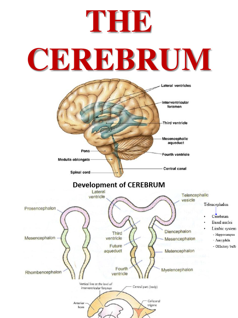 7 Cerebrum 2022 | PDF | Cerebral Cortex | Frontal Lobe