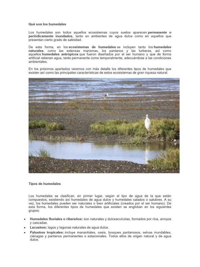 Qué Son Los Humedales | PDF | Humedal | lago