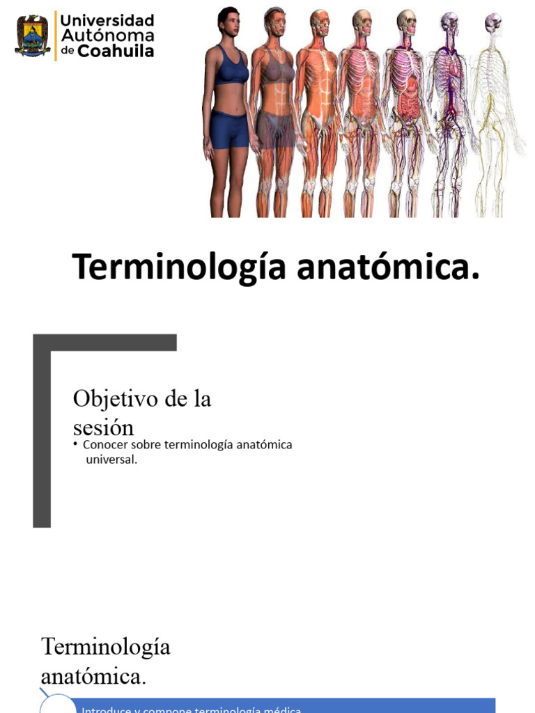 Terminologia Basica | PDF | Términos anatómicos de ubicación | Mano
