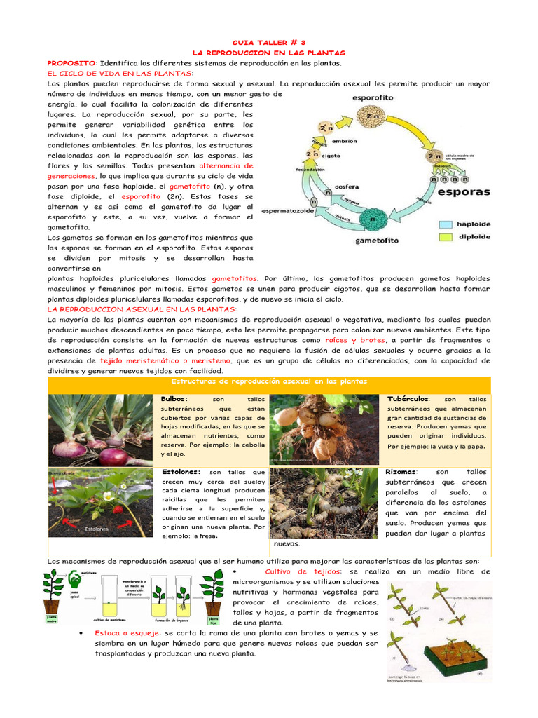 El Ciclo de Vida en Las Plantas | PDF | Plantas | Polinización
