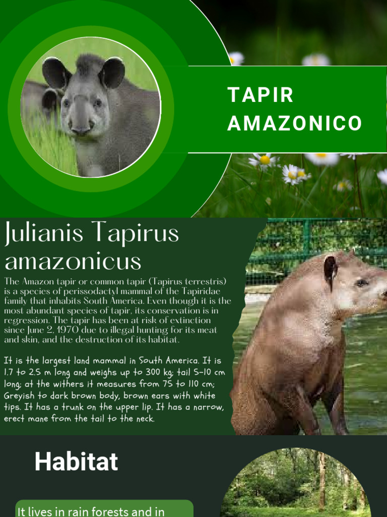 Tapir Amazonico | PDF | Home & Garden
