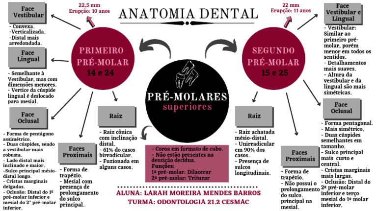 anatomia dental mapa | PDF | Odontologia | Áreas da odontologia