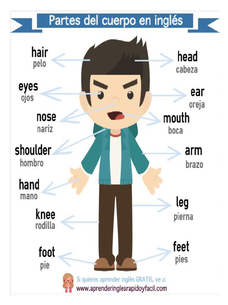 Partes del cuerpo humano en ingles y español | PDF