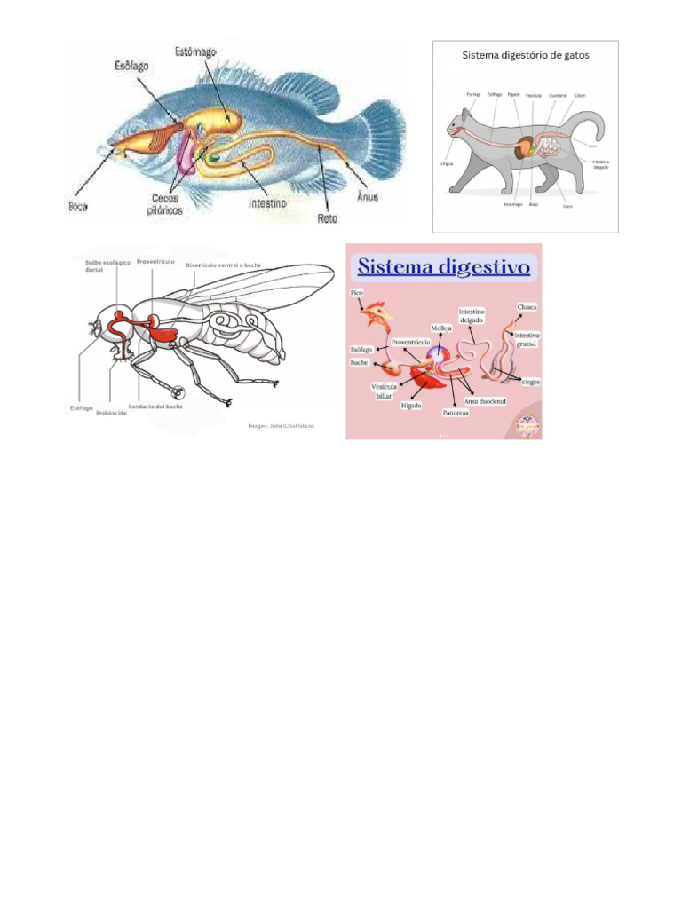 aparato digestivo de un pez | PDF