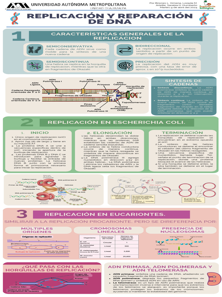Replicación y Reparación del ADN | PDF | Replicación De Adn | Adn