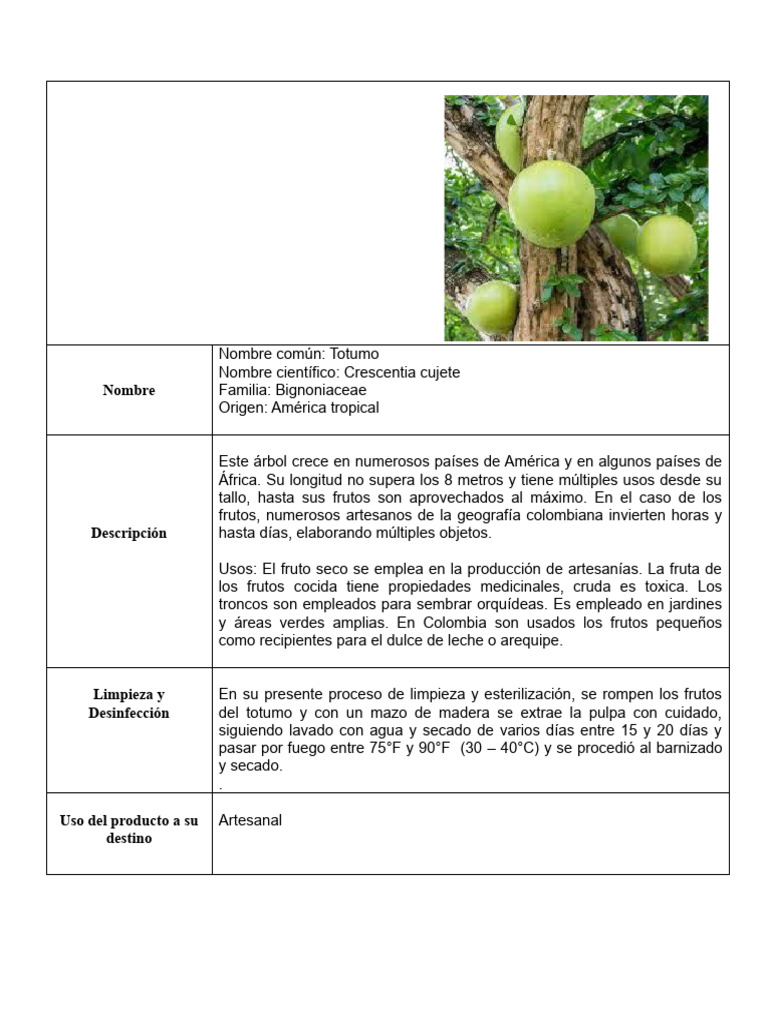 FICHA TECNICA DEL TOTUMO | PDF