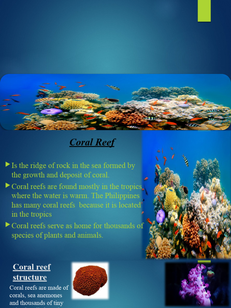 Presentation 3 | PDF | Coral Reef | Rainforest
