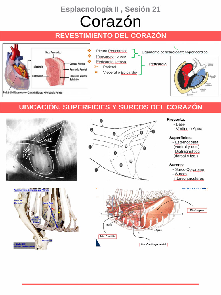 Corazón (Animales) | PDF