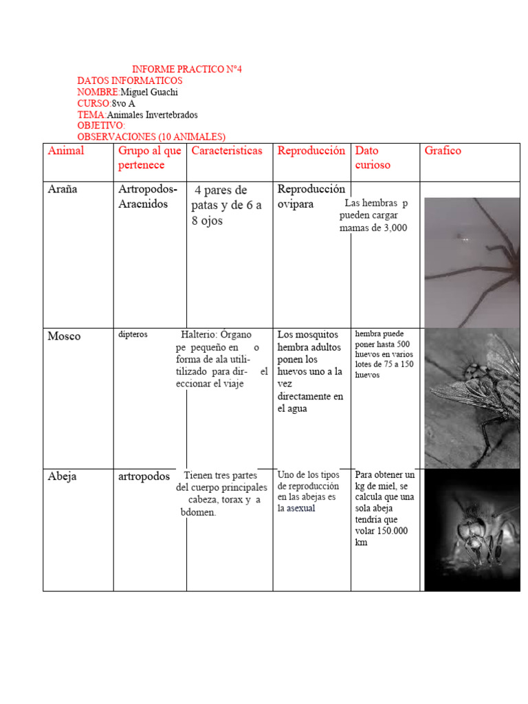 Informe de Animales Invertebrados | PDF | Reproducción | Hembra
