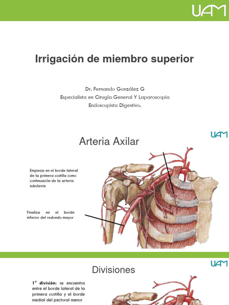 Irrigación del Miembro Superior | PDF | Sistema cardiovascular ...
