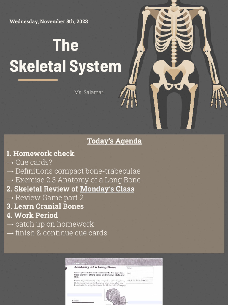 Nov 8_ The Skeletal System - 8 Cranial Bones | PDF | Skull | Musculoskeletal System