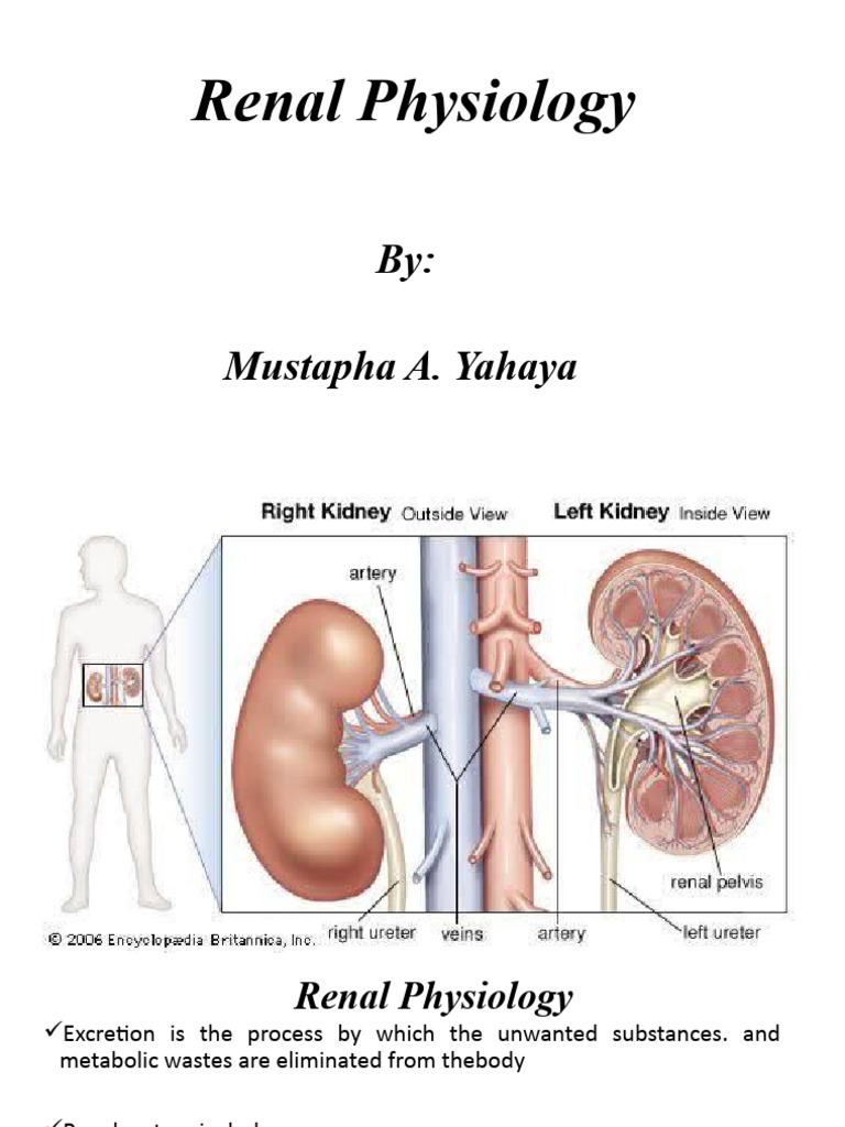Renal Physiology | PDF | Kidney | Genitourinary System
