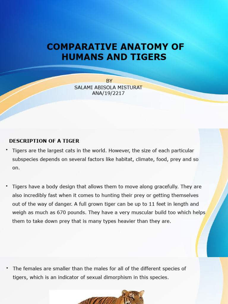 Human vs Tiger Anatomy Comparison | PDF | Human | Tiger