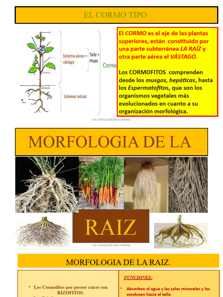 El Cormo Tipo | PDF | Tallo de la planta | Raíz