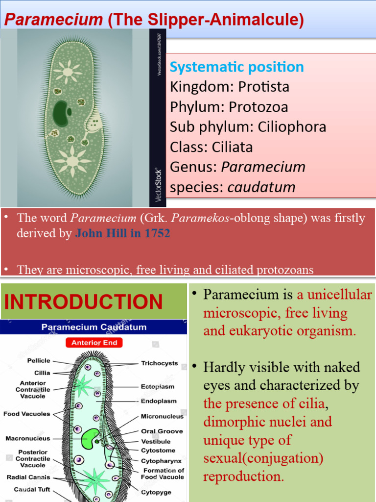 Paramecium: The Slipper Animalcule Overview | PDF | Protozoa | Biology