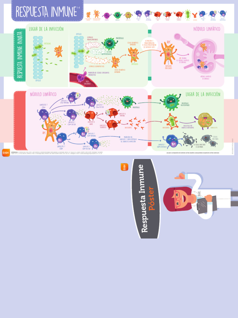 Poster Respuesta Inmune | PDF | Célula T citotóxica | Linfocitos