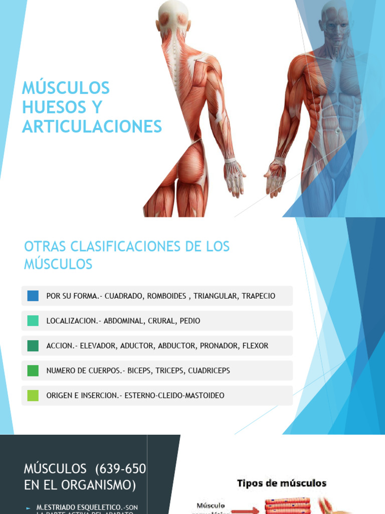 Músculos, Huesos y Articulaciones | PDF | Articulación | Músculo