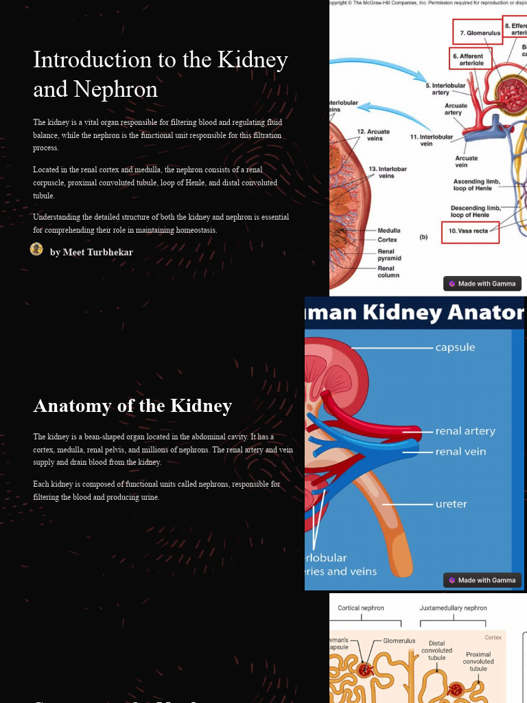 Kidney and Nephron | PDF | Kidney | Urinary System