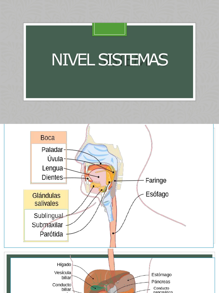 sistemas SNC | PDF | Nervio | Anatomía