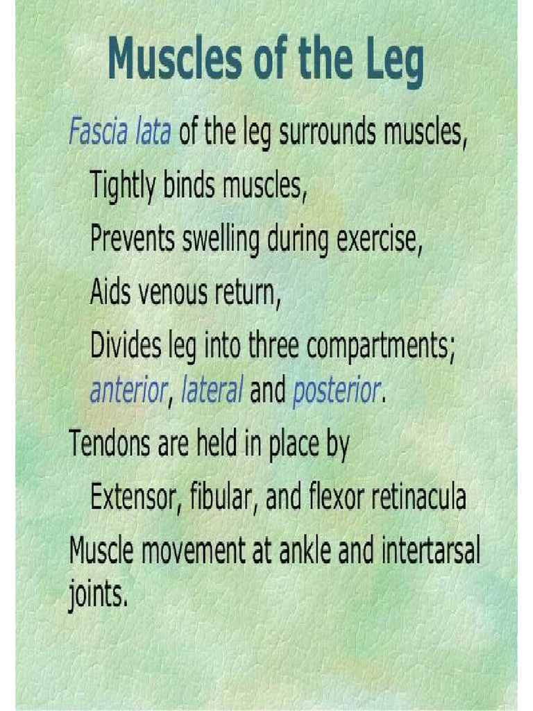 Muscles of Leg Region | PDF