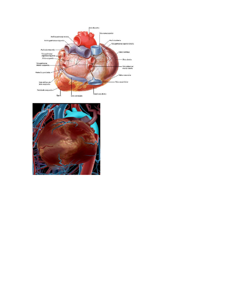 Base y Vértice Del Corazón | PDF