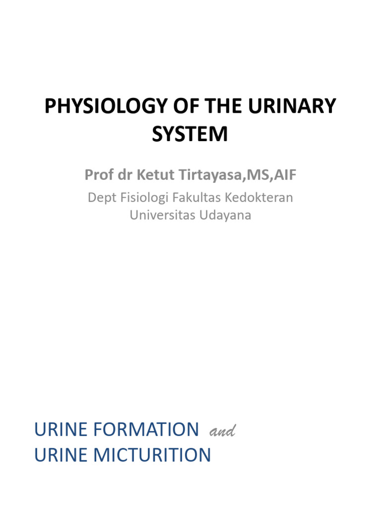 Urinary System Physiology Overview | PDF