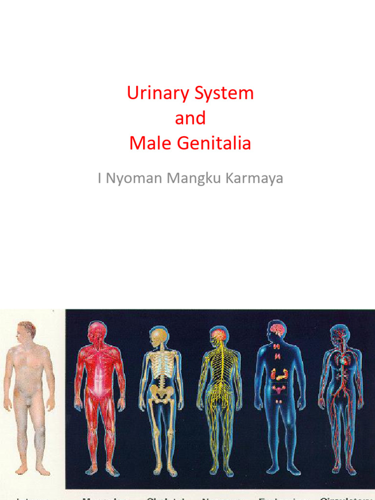 Anatomy of the Urinary and Male Genital Systems | PDF | Prostate | Kidney