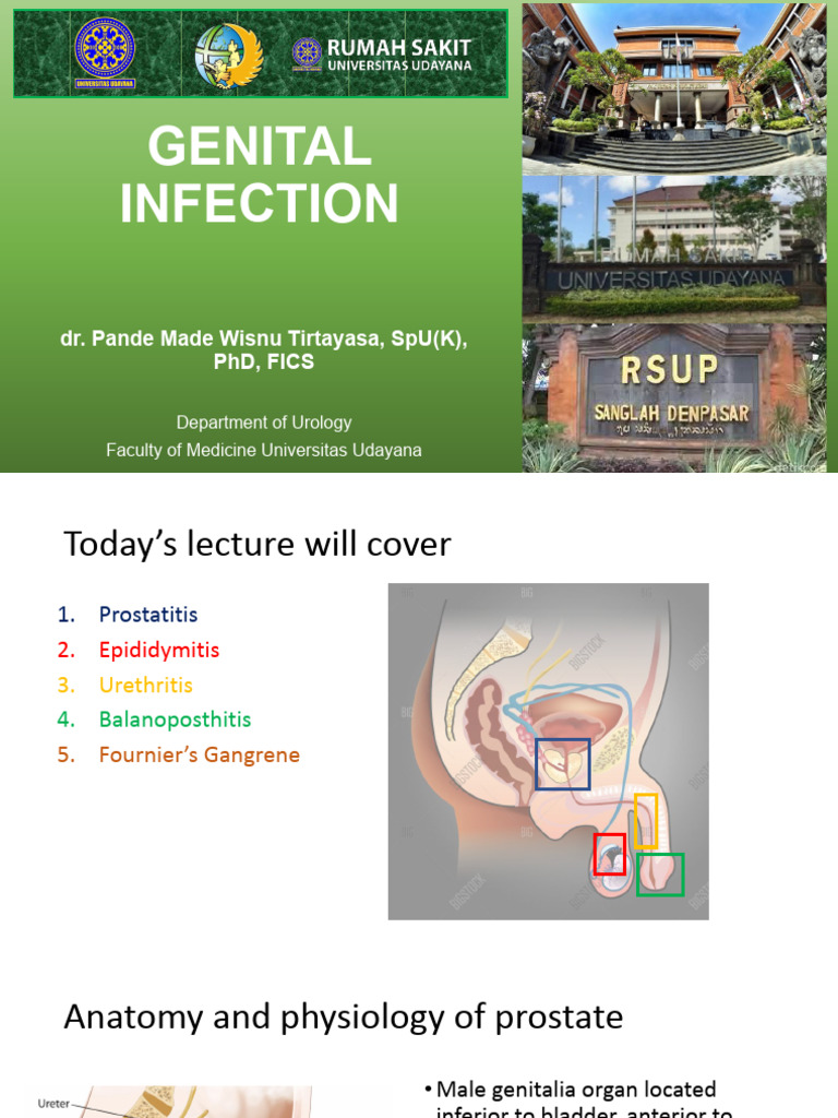 Lecture 21. Genital Infection (Prostatitis, Epididimitis, Uretritis, Balano Prostitis) | PDF ...