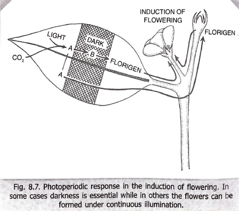 FLORIGEN Concept | PDF