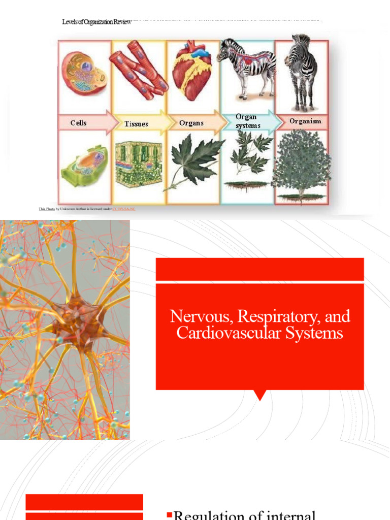 Nervous, Respiratory, and Cardiovascular Systems-3 (1) - 1 | PDF ...