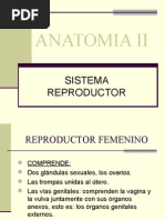 Arteria Uterina y Anexos | PDF | Ovario | Anatomía