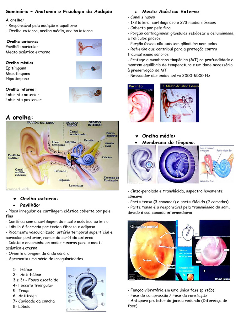 Anatomia e Fisiologia da Audição | PDF | Orelha | Sistema vestibular