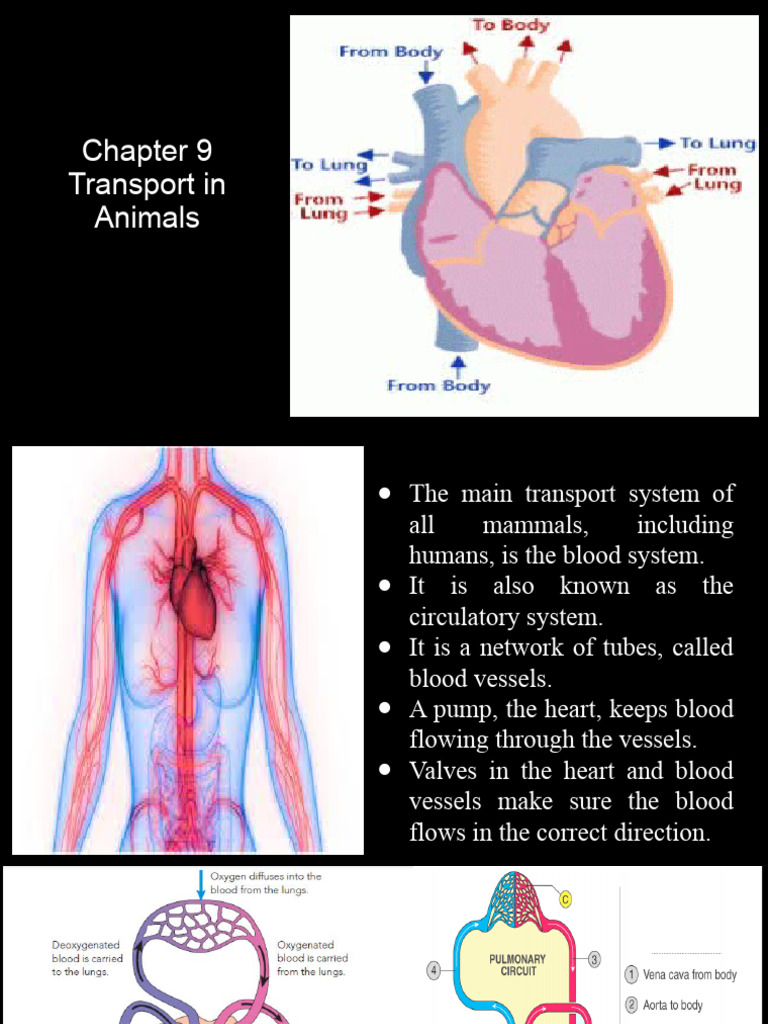 Chapter 9 Transport in Animals | PDF | Artery | Vein
